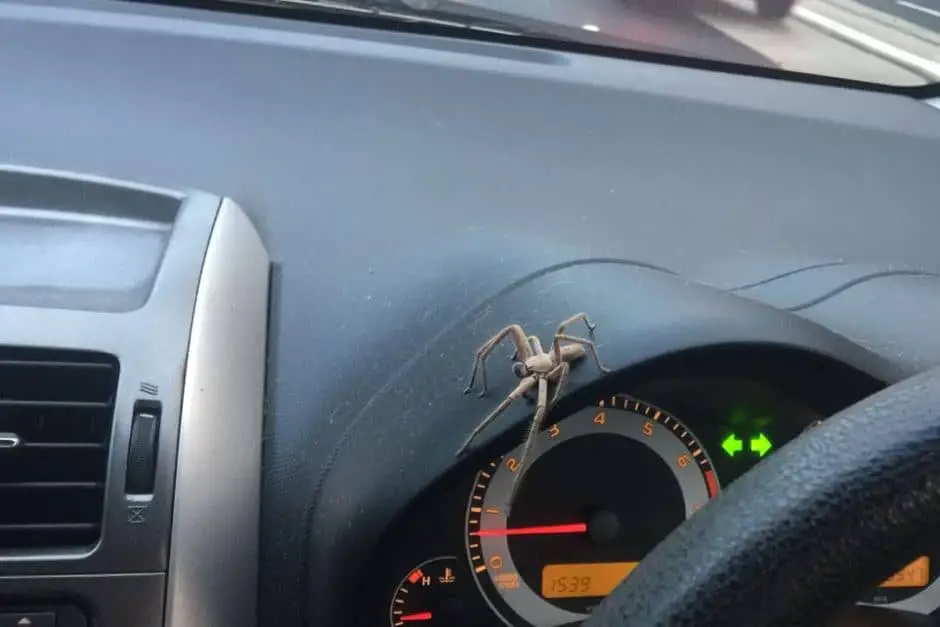 Why Are There Spiders In My Car